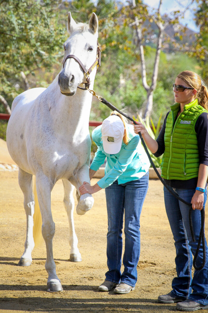 San Dieguito Equine